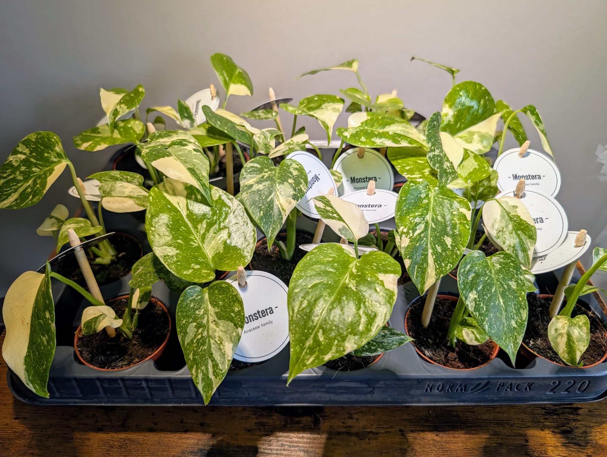 Monstera del thai constellation 6cm Mini – Bigplantlad