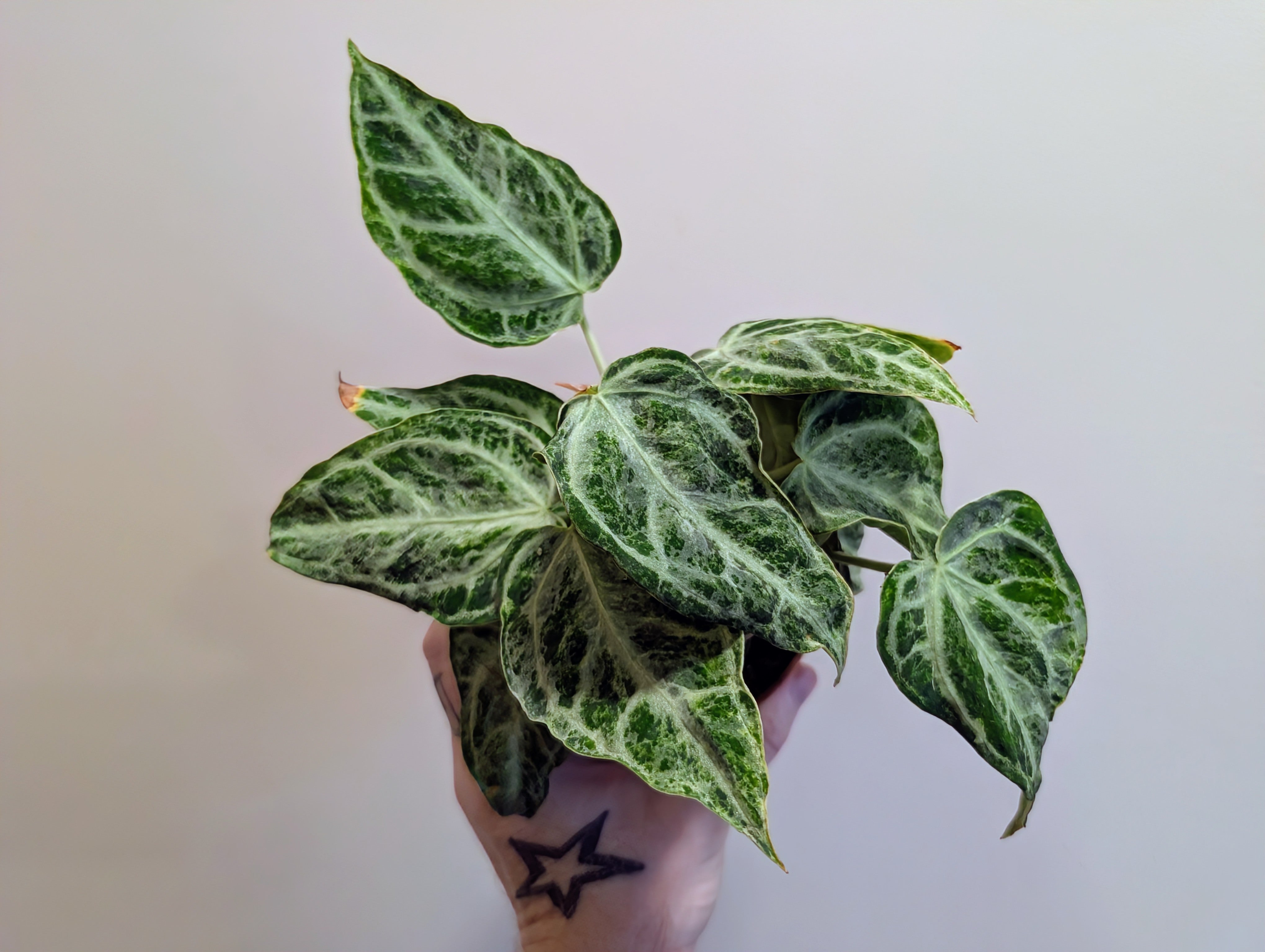 Anthurium Silver Blush Mint 12cm – Bigplantlad